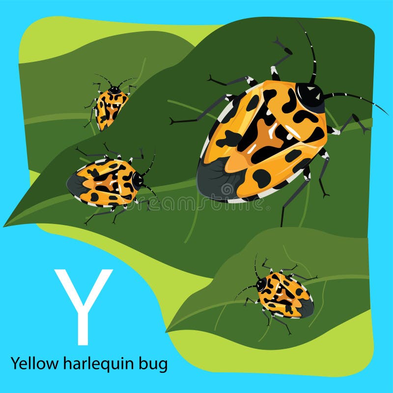 Yellow Harlequin Bug Stock Illustrations – 8 Yellow Harlequin Bug Stock ...