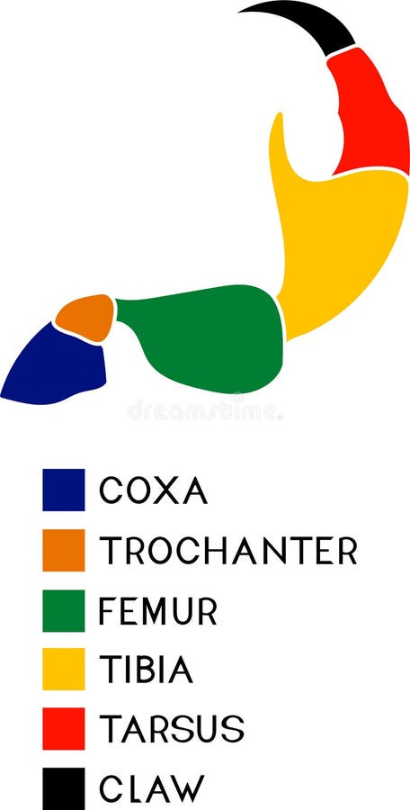 Diagram of Louse Leg. Structure of Head Louse Leg Stock Vector ...