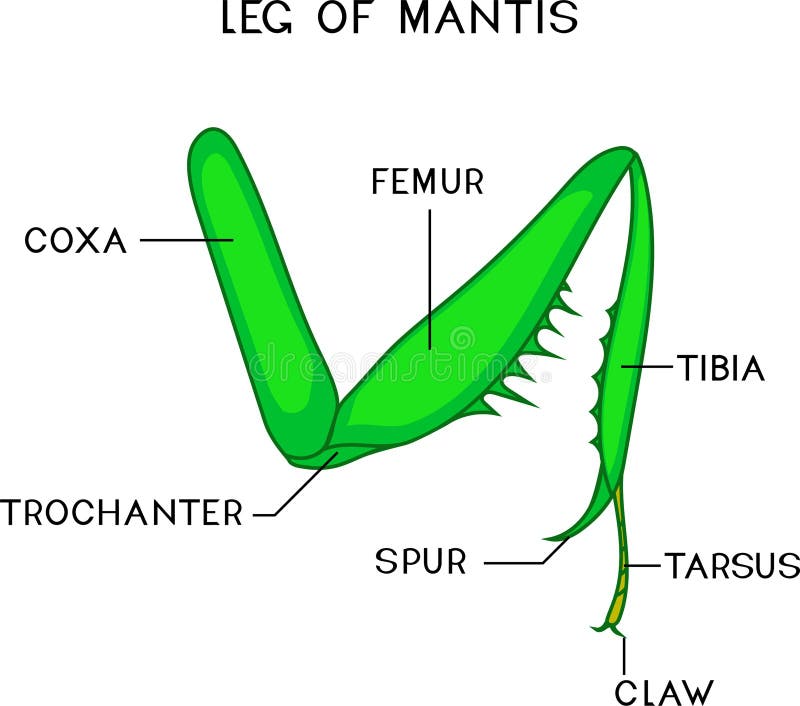 Structure of mantis leg stock vector. Illustration of biology - 384782798