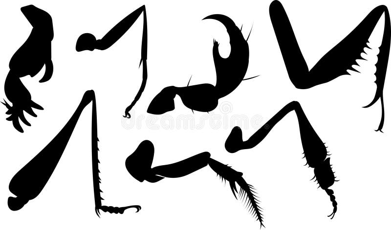 Set of Black Silhouettes of Different Types of Insect Legs Stock Vector ...