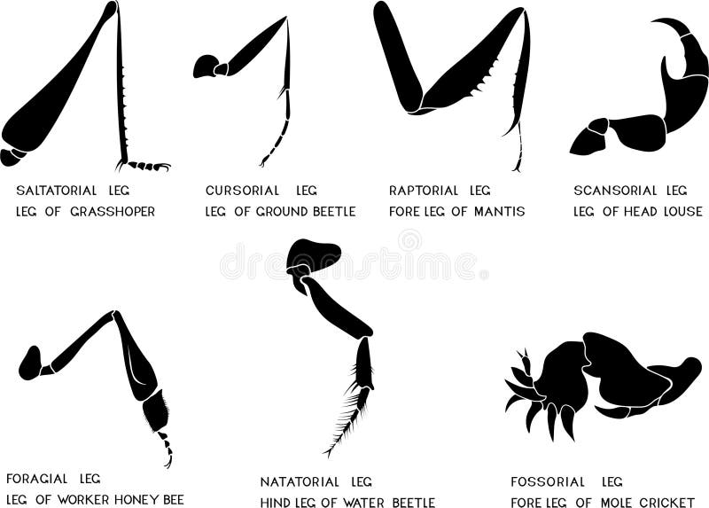 Set of Black Silhouettes of Different Types of Insect Legs Stock ...