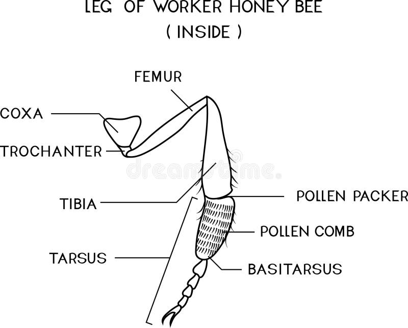 Coloring Page with Structure of Foragial Leg (leg of Worker Honey Bee ...