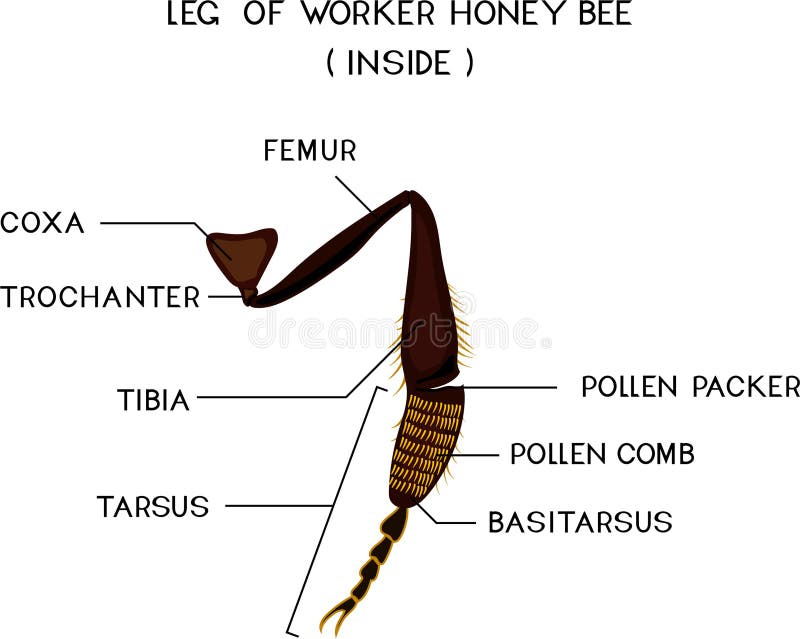 Foragial Leg Stock Illustrations – 16 Foragial Leg Stock Illustrations ...