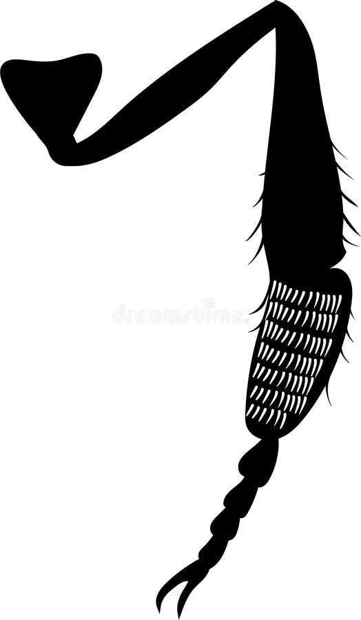 Black Silhouette Foragial Leg Stock Illustrations – 4 Black Silhouette ...