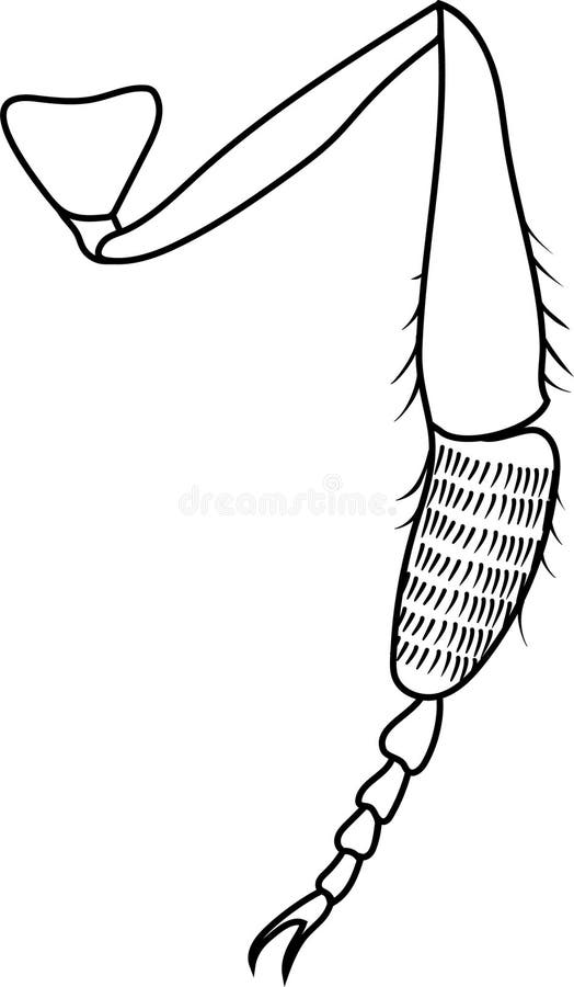 Coloring Page with Structure of Foragial Leg (leg of Worker Honey Bee ...