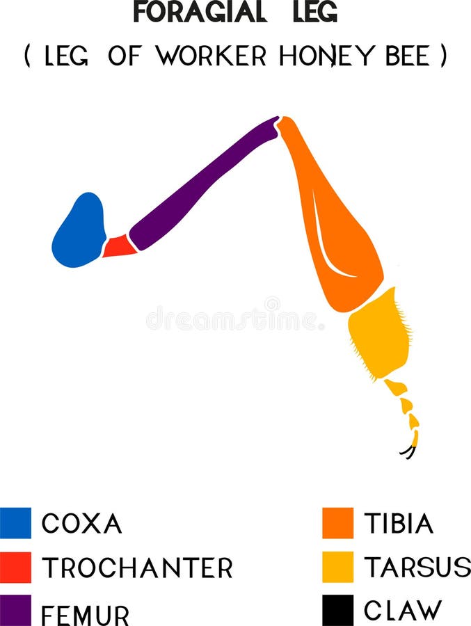 Diagram of Foragial Leg. Structure of Leg of Worker Honey Bee Stock ...