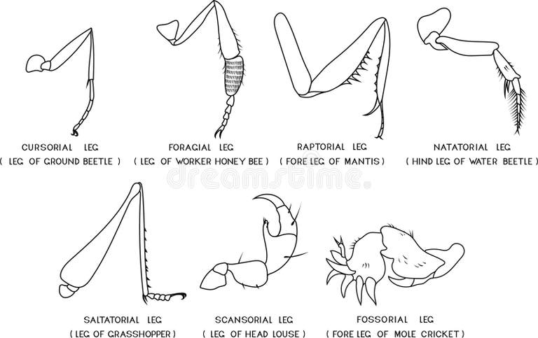 Set of Coloring Page with Different Types of Insect Legs Stock Vector ...