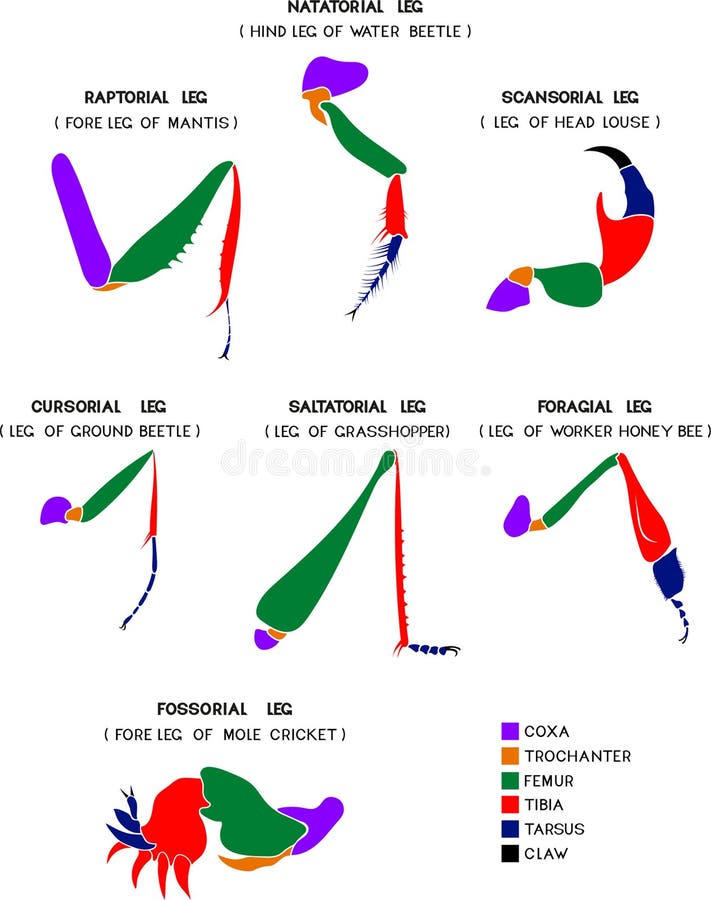 Set of Diagrams of Different Types of Insect Legs Stock Vector ...