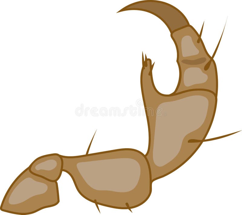 Structure of Scansorial Leg of Head Louse Stock Vector - Illustration ...
