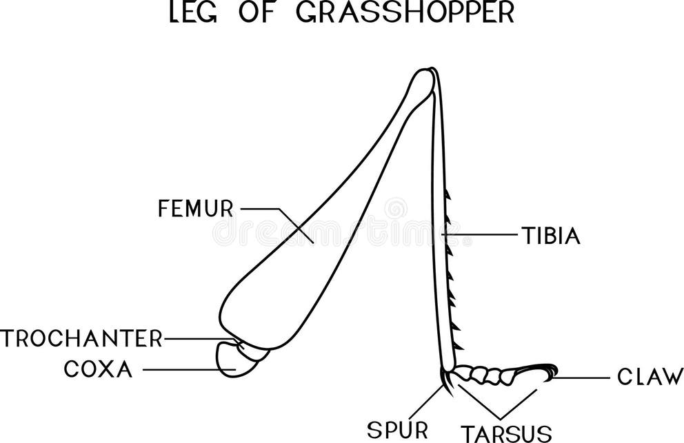 Coloring Page with Structure of Saltatorial Leg of Grasshopper Stock ...