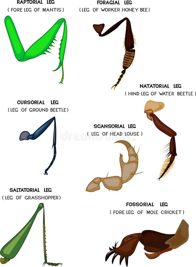 Insect Leg Anatomy