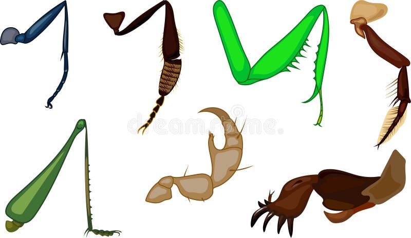 Set of Different Types of Insect Legs for Biology Lessons Stock ...