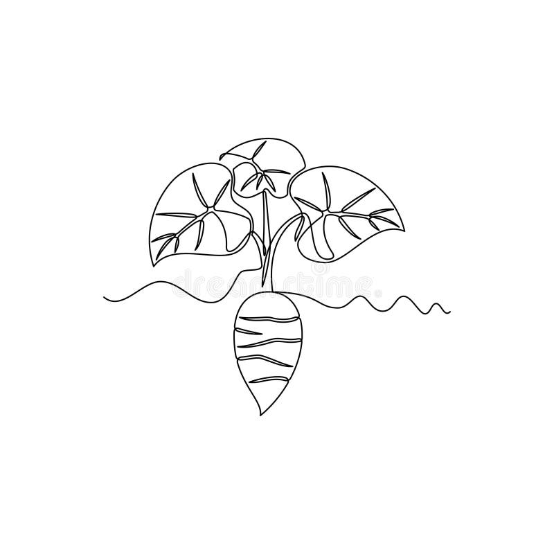 One Line Art Taro Root or Talas Tuber Vector Illustration Stock ...