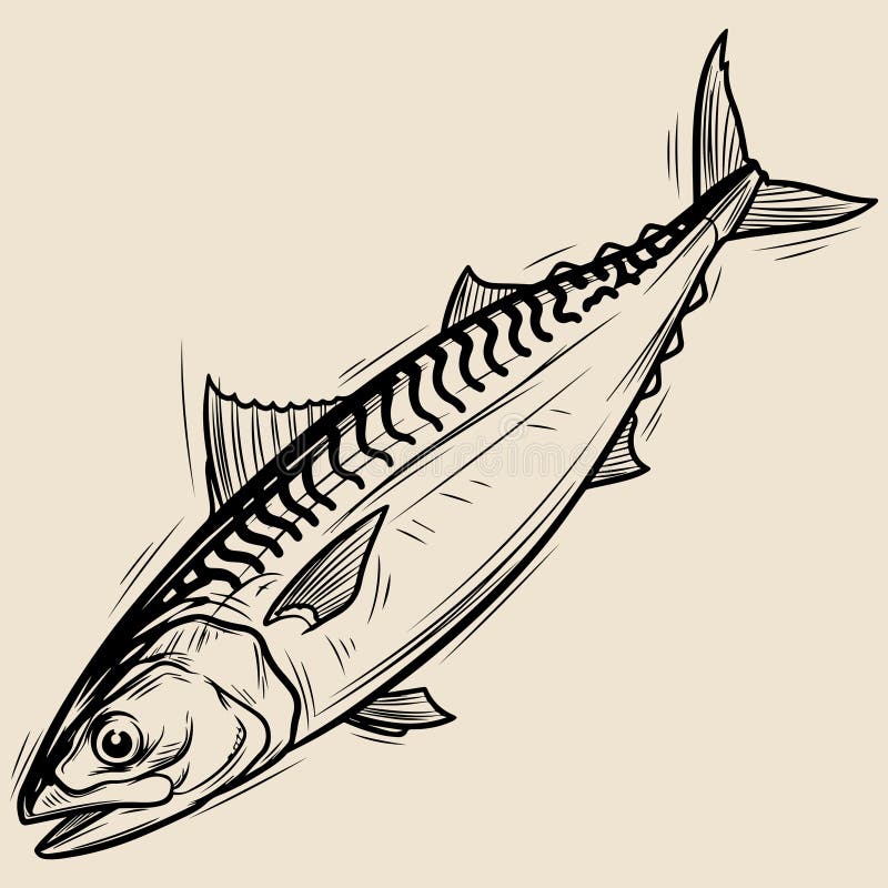 Vintage Japanese Mackerel Sketch - Monochrome Line Art Stock ...