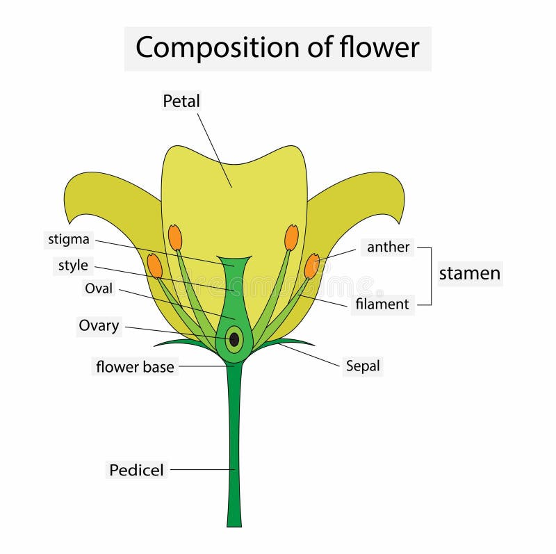 Illustration of Biology, Composition of Flower, Diagram of a Flower ...