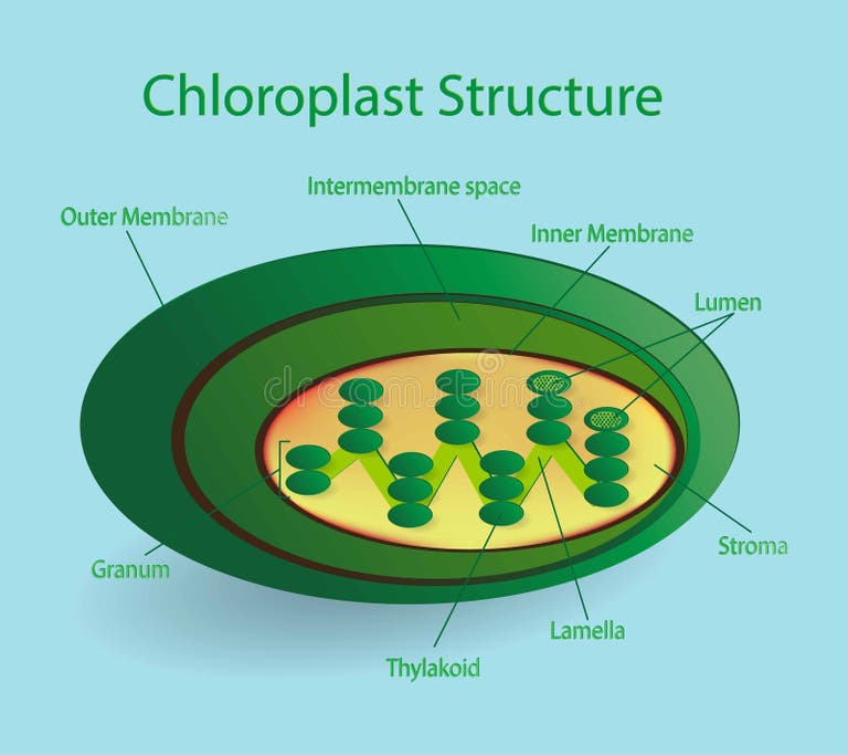 Illustration of Biology, Chloroplast Structure, Plant Cell Structure ...