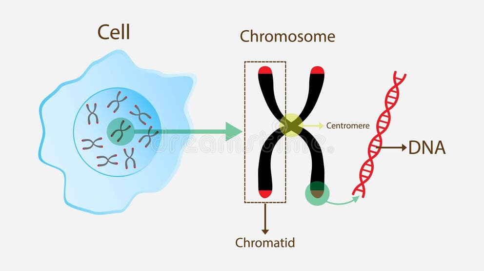 Illustration of Biology, Chromosome and DNA Structure, Chromosome Stock ...