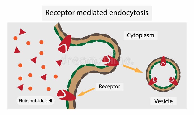 Illustration of Biology, Receptor Mediated Endocytosis is a Process by ...