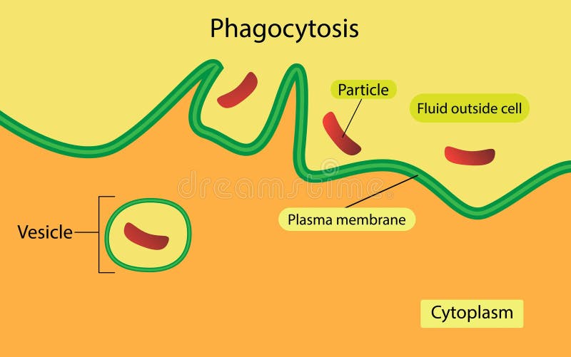 Phagocytosis is the Process in Which a Cell Engulfs a Particle and ...