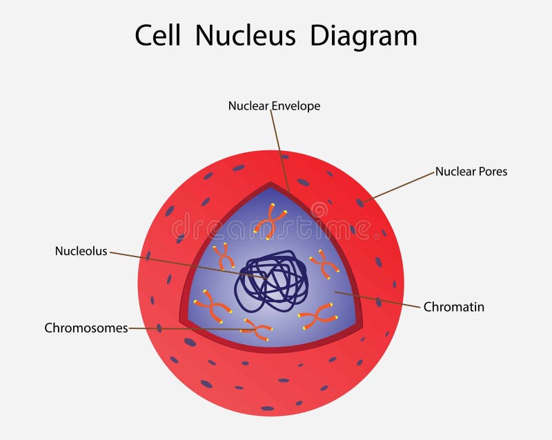 Cell Nucleus Clipart