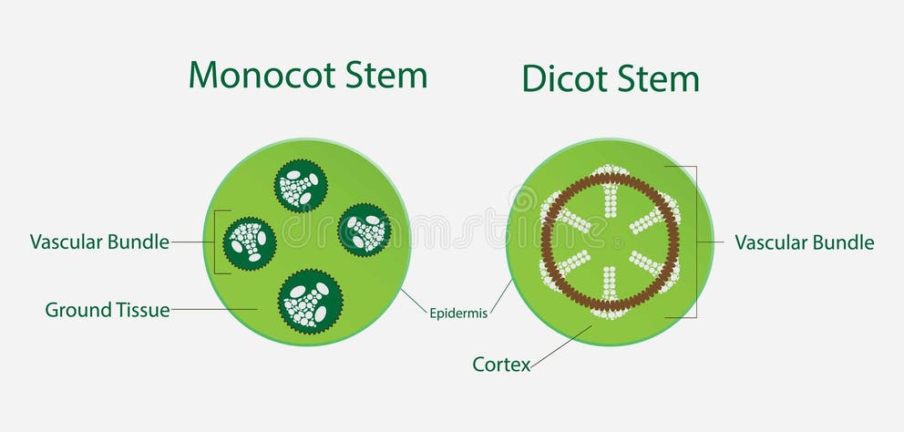 Illustration of Biology, Monocot Stem, Dicot Stem, Dicot Stems Have ...