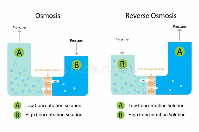 Chemistry, Osmosis and Reverse Osmosis, Solvent Passing through the ...