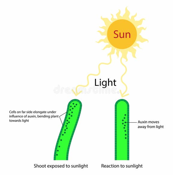 Illustration of Biology, Phototropism, Shoot Exposed To Sunlight and ...