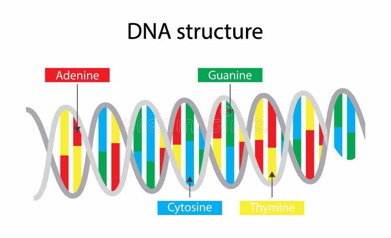 DNA Structure Consists of Two Strands of Nucleotides that are Held ...