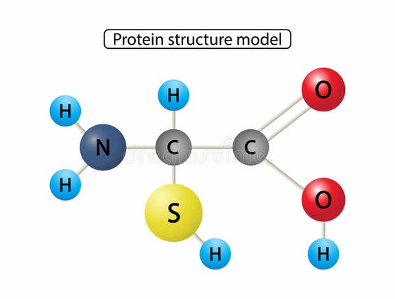 Illustration of Chemistry, Protein Structure Model, Amino Acids - Main ...