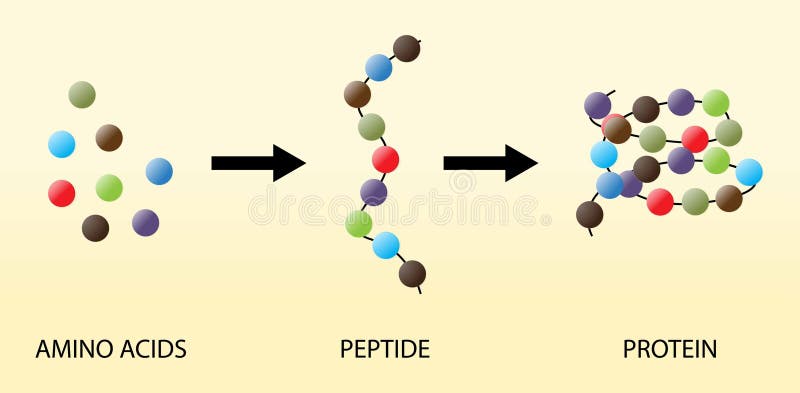 Peptide Chain Logo Stock Illustrations – 30 Peptide Chain Logo Stock ...