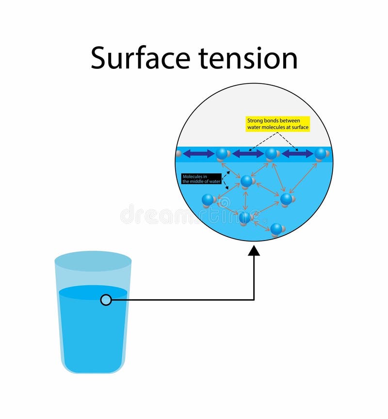 Surface Tension Water Molecules