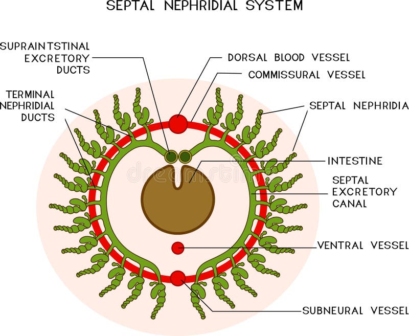 Scheme of Septal Nephridial System of Pheretima Earthworm Stock Vector ...