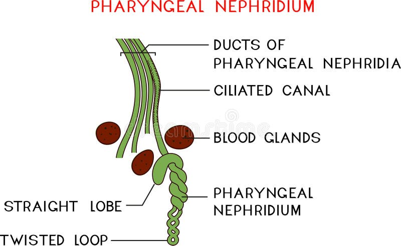 Scheme of Pharyngeal Nephridium with Blood Glands of Pheretima ...