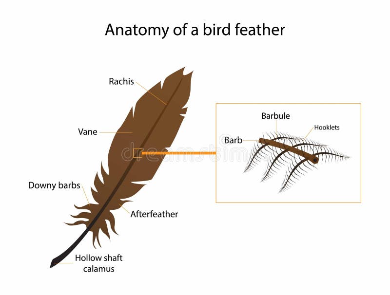 Parrot Physiology Stock Illustrations – 5 Parrot Physiology Stock ...