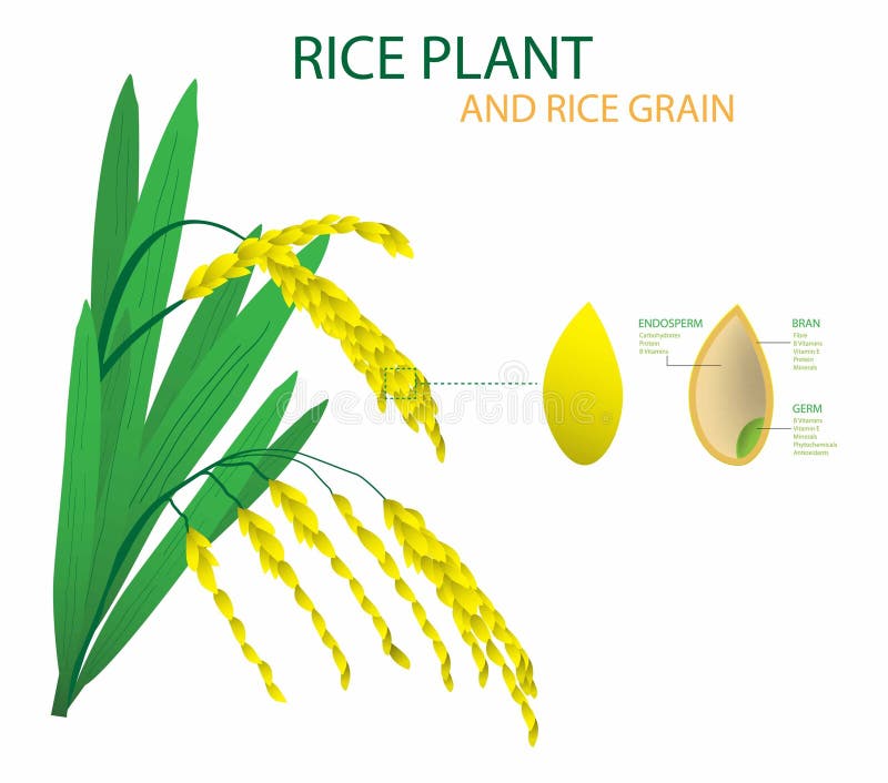 Illustration of Biology, Rice Plant and Rice Grain, Rice, a Monocot ...