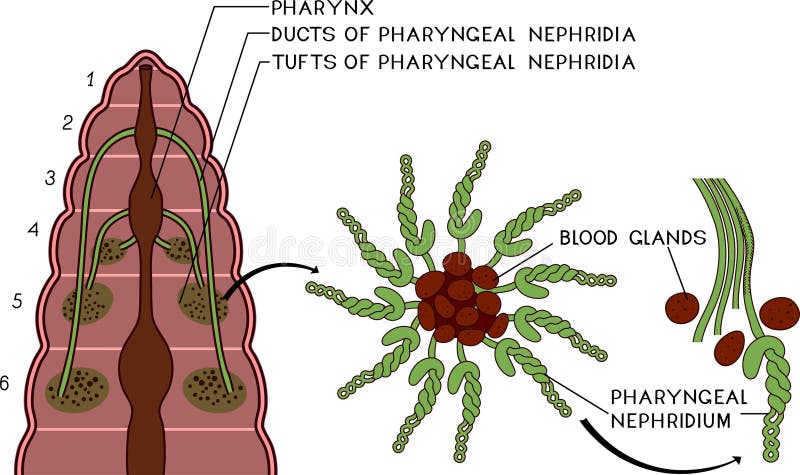 Scheme of Pharyngeal Nephridial System with Blood Glands of Pheretima ...
