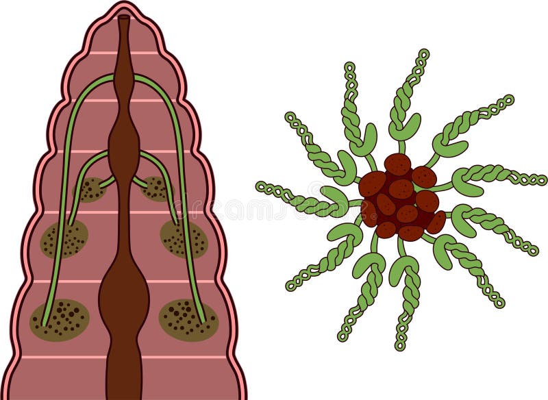 Scheme of Pharyngeal Nephridial System with Blood Glands of Pheretima ...