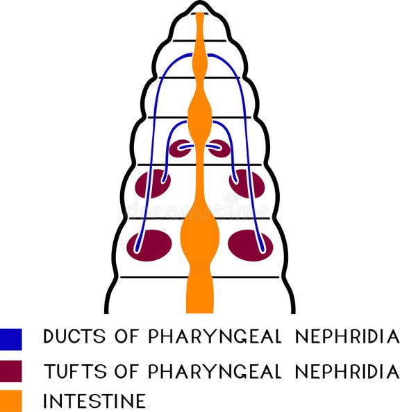 Scheme of Pharyngeal Nephridial System of Pheretima Earthworm for ...