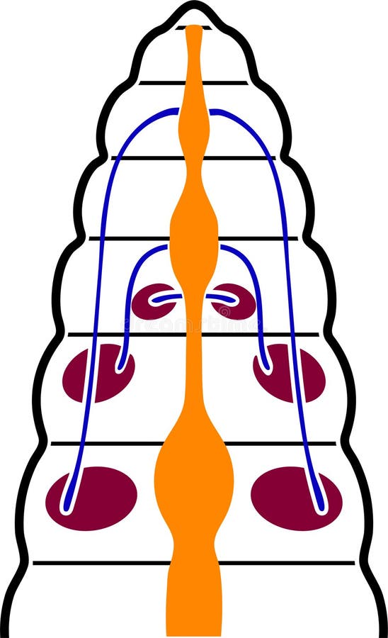 Scheme of Pharyngeal Nephridial System of Pheretima Earthworm Stock ...