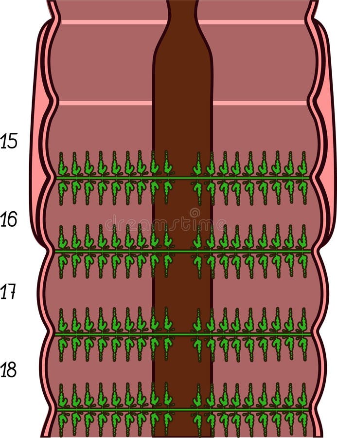 Scheme of Excretory System with Integumentary Nephridia of Pheretima ...