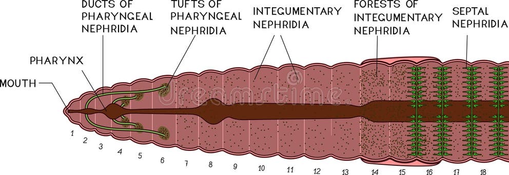 Scheme of Excretory System of Pheretima Earthworm with Pharyngeal ...