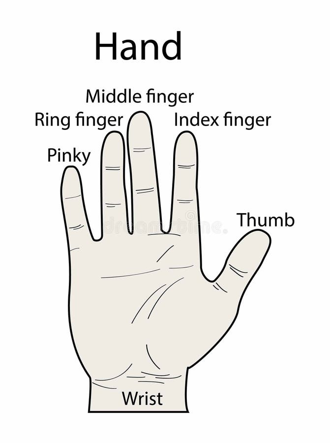 Illustration of Biology and Anatomy, Human Hand Parts Stock Vector ...