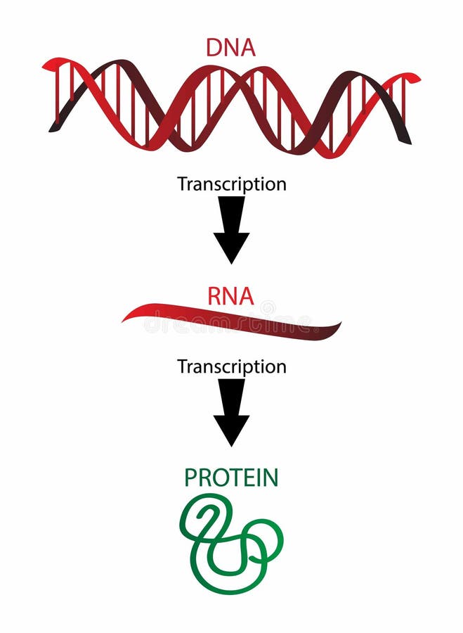 DNA is Composed of Two Chains of Repeating Nucleotides Stock Vector ...