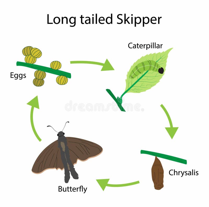 Long Tailed Skipper Life Cycle, the Caterpillar of this Skipper is a Common Pest of Crops Stock ...