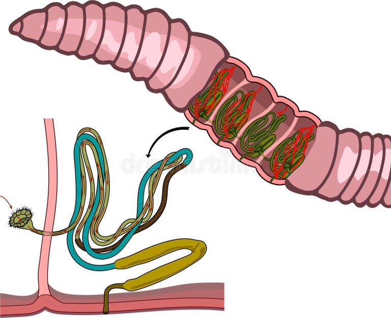 Diagram of Excretory System of Earthworm with Blood Vessels ...