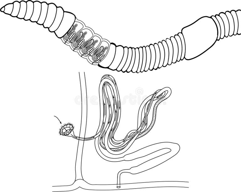 Coloring Page with Diagram of Excretory System of Earthworm. Scheme of ...