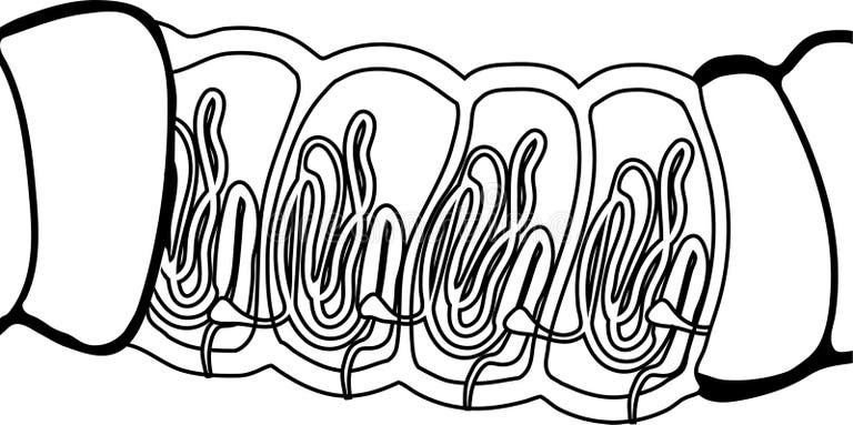 Coloring Page with Diagram of Excretory System of Earthworm. Scheme of ...