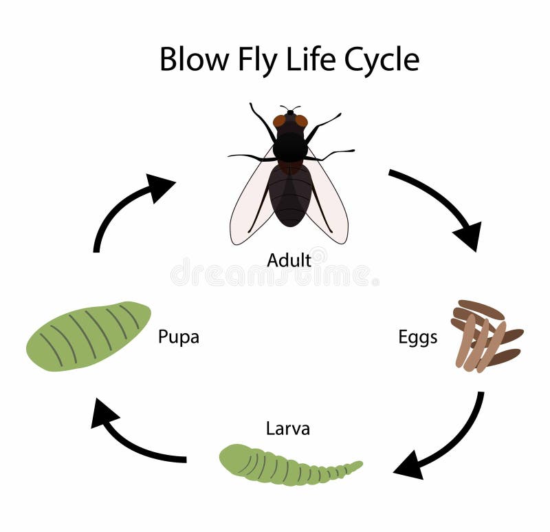 Normal Blowfly Life Cycle Stock Illustrations – 1 Normal Blowfly Life ...