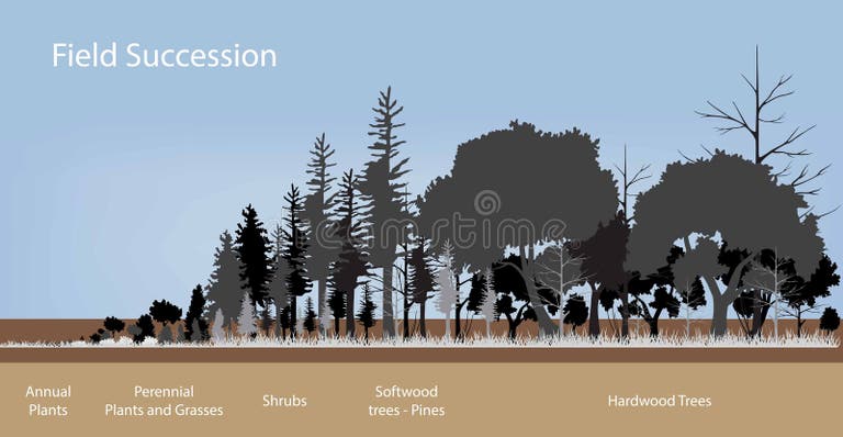 Illustration of Biology, Forest Succession and Wildlife, Ecological ...