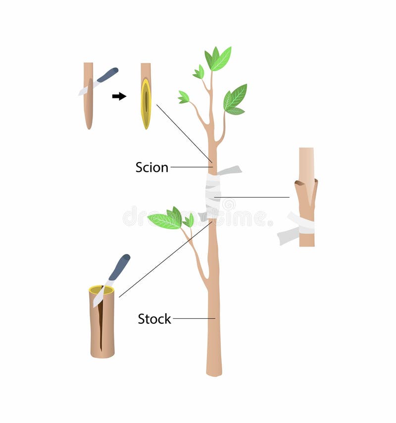 Approach Grafting Stock Illustrations – 13 Approach Grafting Stock ...